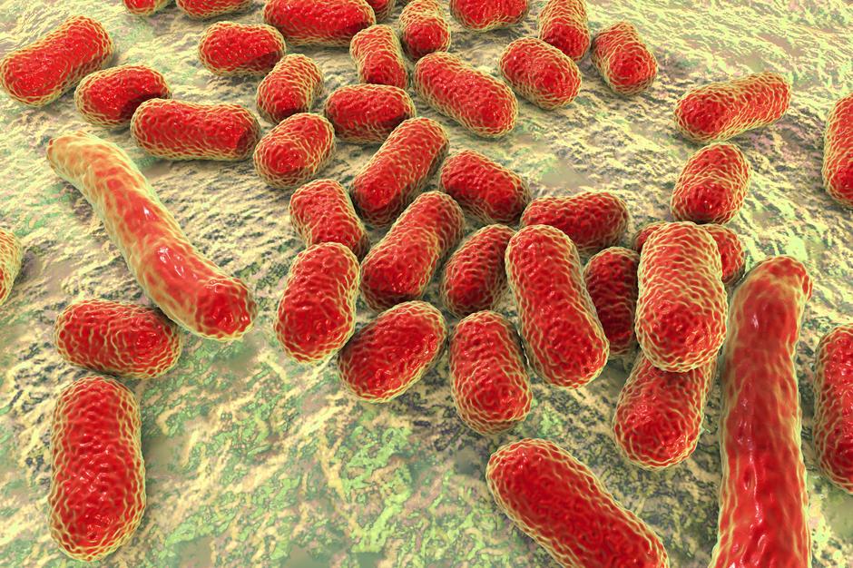Расскажем о Acinetobacter ursingii у ребенка что это