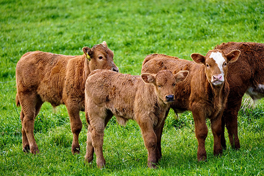Ученые нашли альтернативу антибиотикам в лечении профузной диареи у ...
